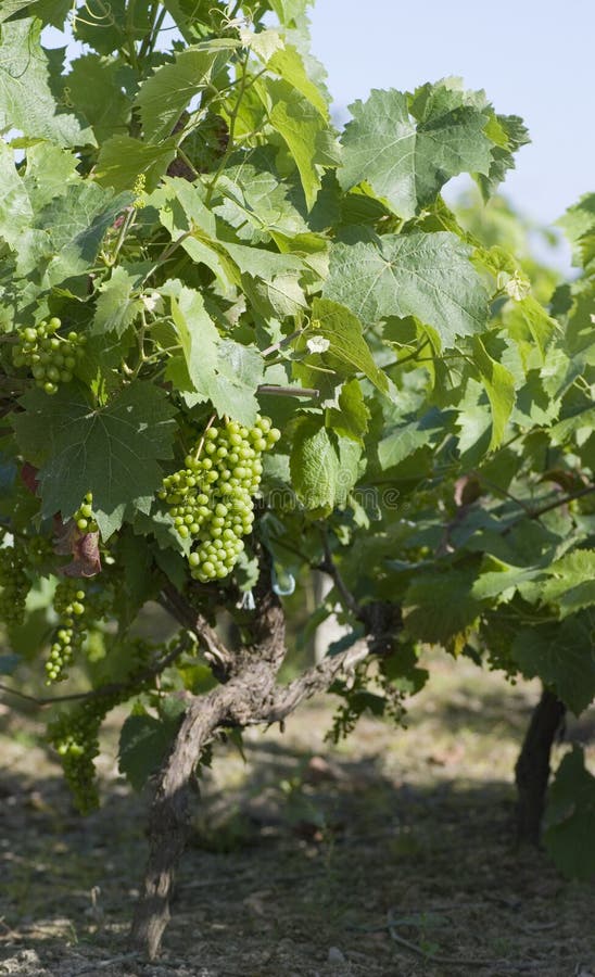 Grapevine stock photo. Image of viticulture, outdoor, grapevine - 7466066