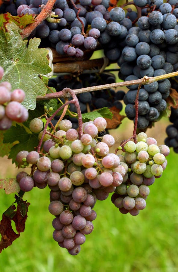 Single grapevine stock image. Image of vineyard, wine - 5992043