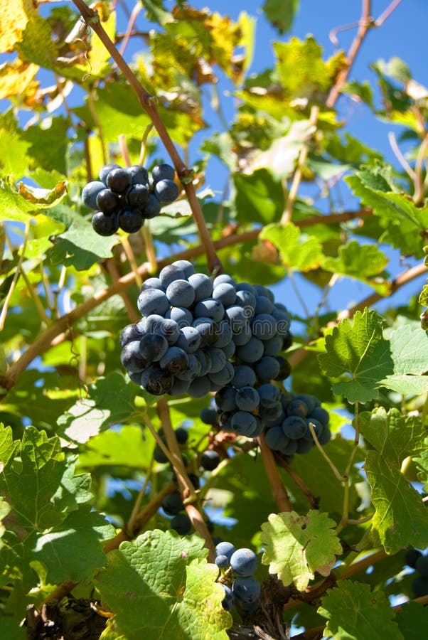 Grapevine stock image. Image of fresh, purple, healthy - 9396459