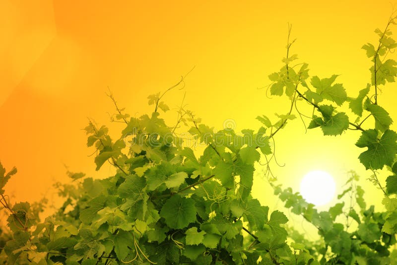 Grapevine leaf over water stock image. Image of environment - 5819395