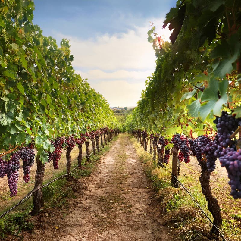 Grapevine, AI generated stock illustration. Illustration of tree ...