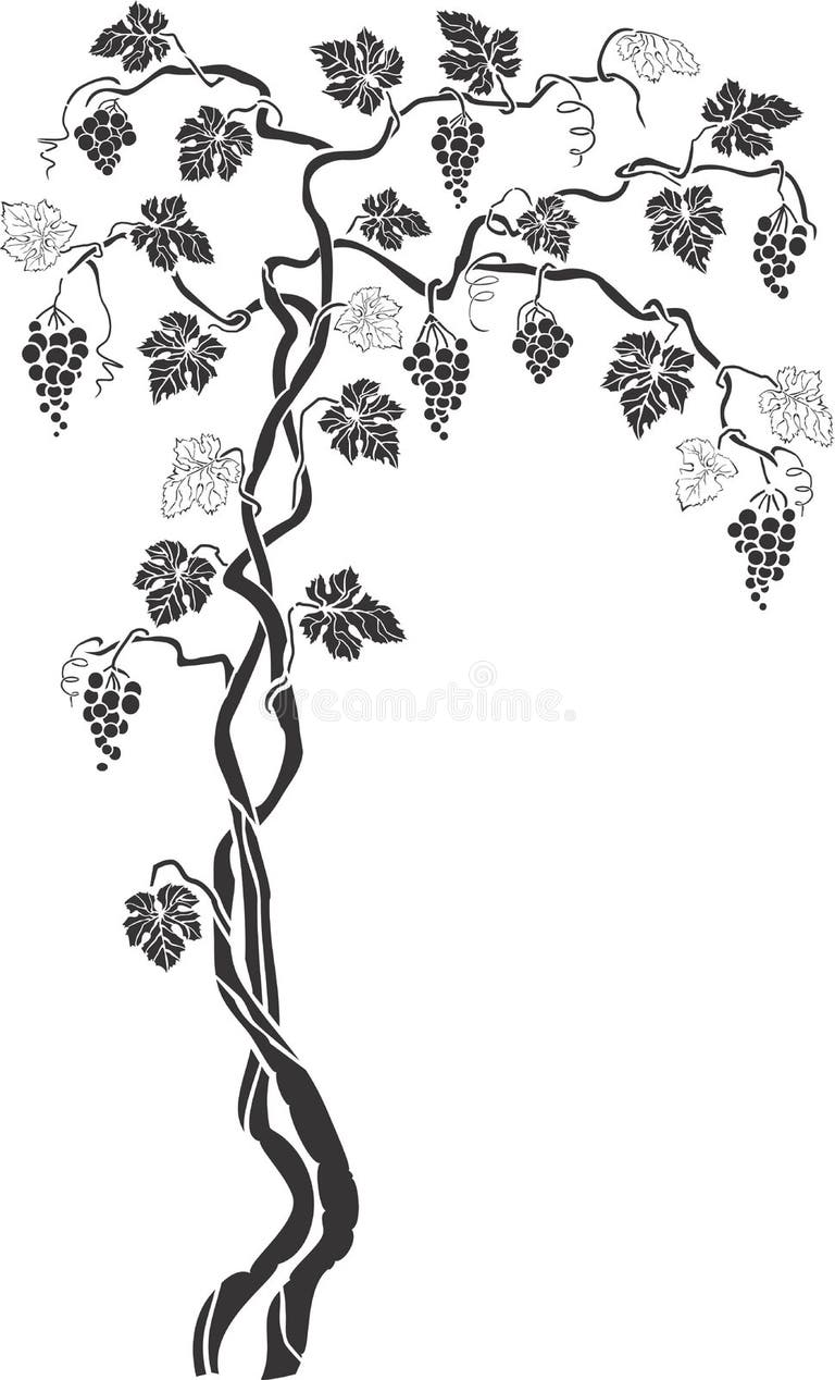Grapevine Stock Illustrations – 38,586 Grapevine Stock Illustrations ...