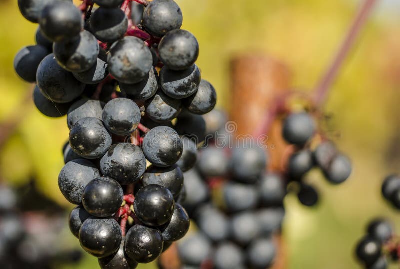Grapevine in autumn stock image. Image of fruit, vertical - 45241225