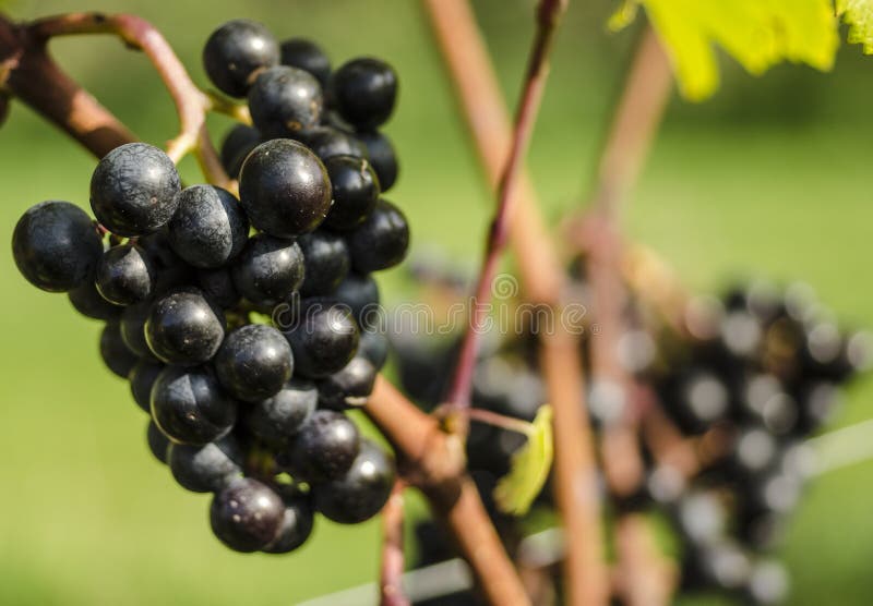 Grapevine in autumn stock photo. Image of green, vineyard - 45241454