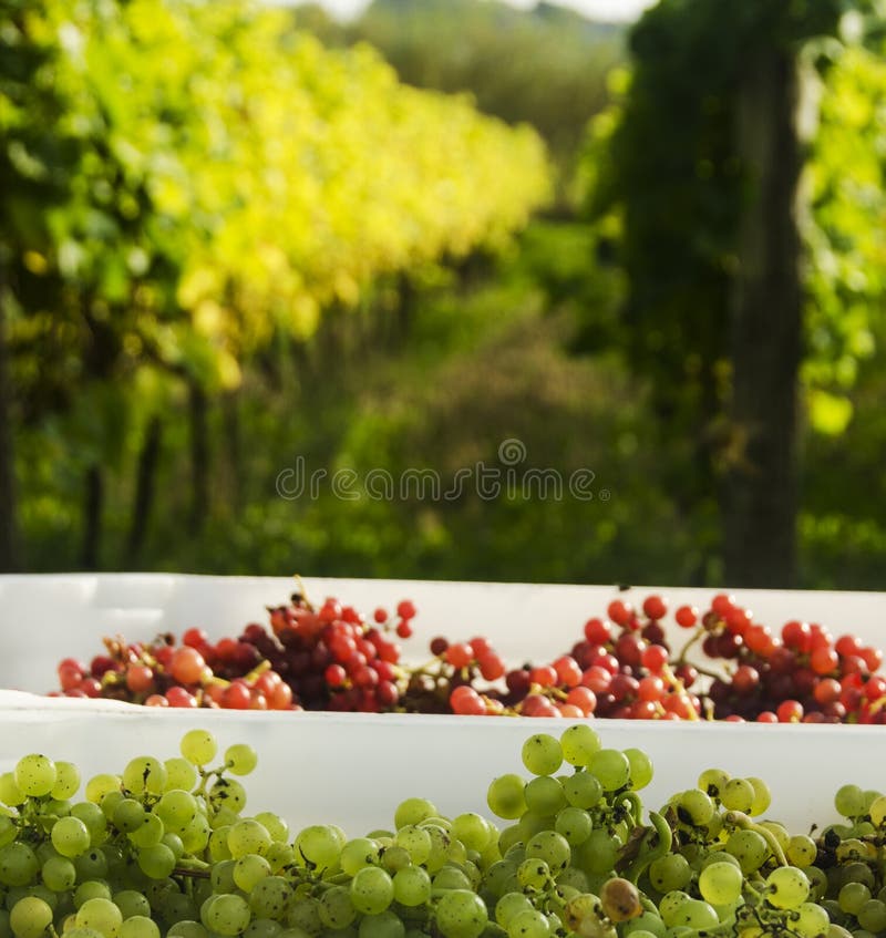 Grapevine in autumn stock photo. Image of lush, harvesting - 45432196