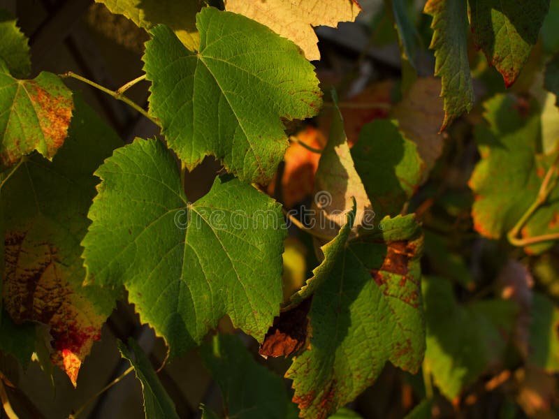 Grapevine at autumn sun stock image. Image of view, wine - 45575717