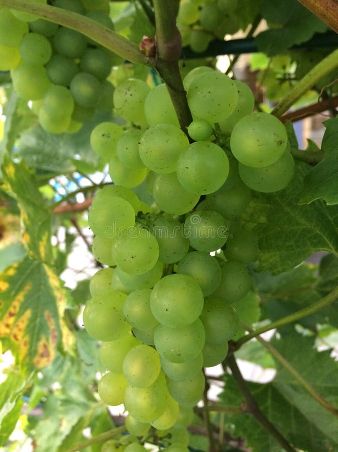 Grapevine on banch stock image. Image of summer, closeup - 123794449