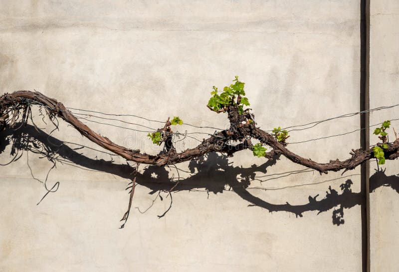 Grapevine Branch on the Background of a Concrete Gray Wall with Dark ...