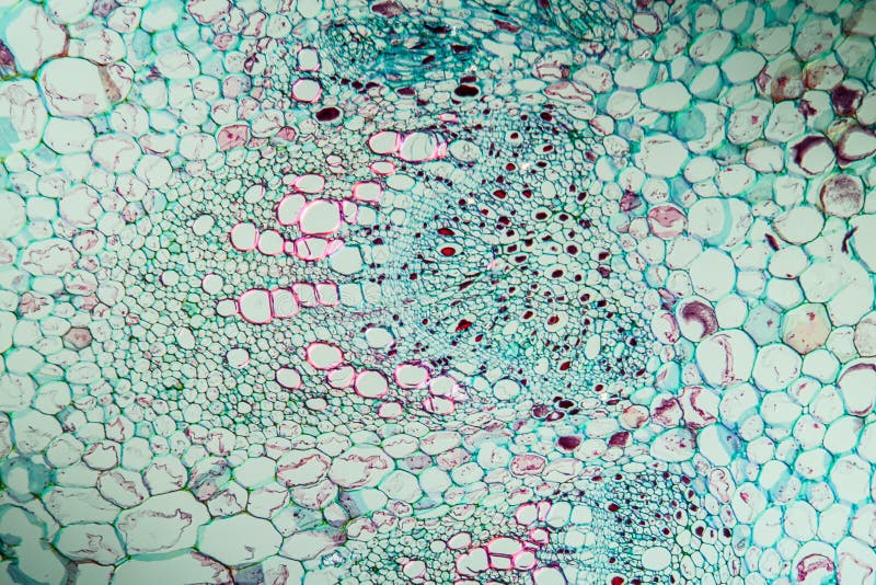 Grapevine with Branch in Cross Section Stock Photo - Image of 100x ...