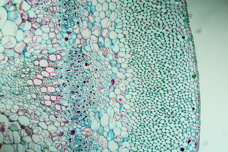 Grapevine with Branch in Cross Section Stock Photo - Image of branch ...