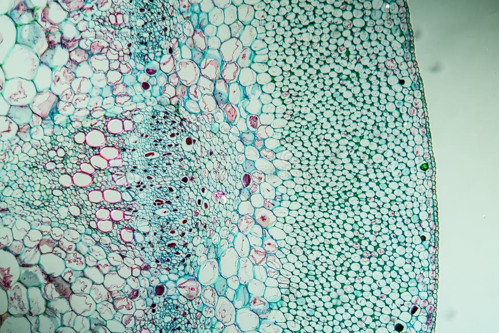 Grapevine with Branch in Cross Section Stock Photo - Image of branch ...