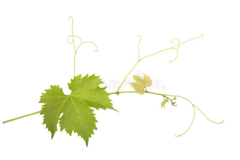 Grapevine branch stock photo. Image of nature, branch - 57196152