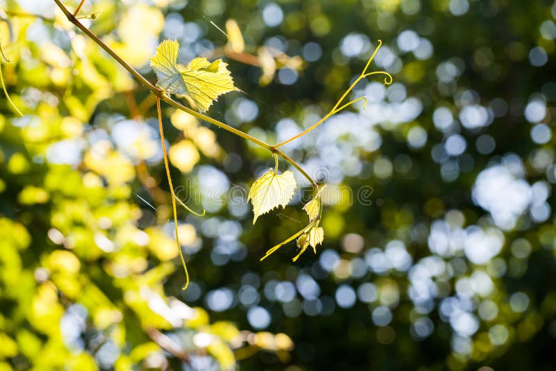 Grapevine Bud in Early Spring Stock Photo - Image of countryside, farm ...