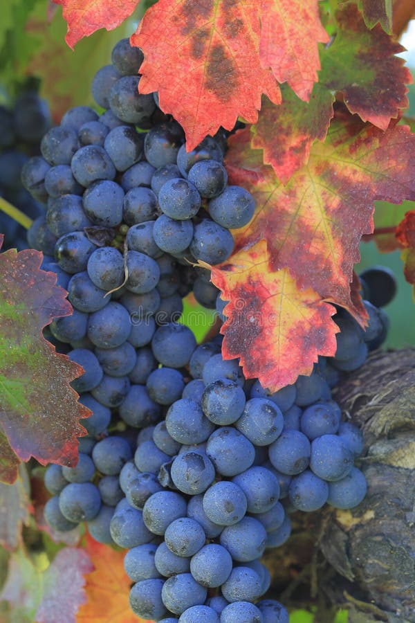 Grapevine stock photo. Image of grapevine, autumn, field - 45245872