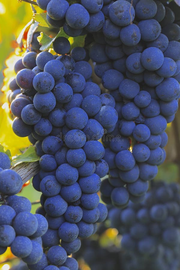 Grapevine stock image. Image of grapes, leaves, vineyard - 45245875