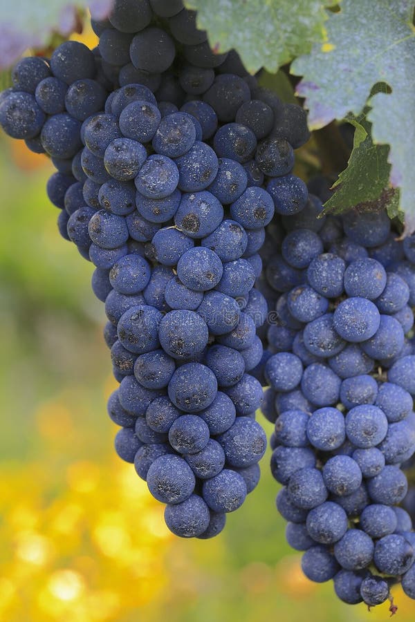 Grapevine stock photo. Image of vineyard, grapevine, wine - 45245880