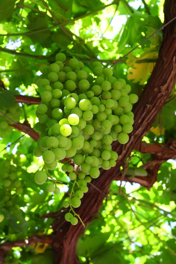Grapevine stock image. Image of harvest, farm, fall, alcohol - 34307495
