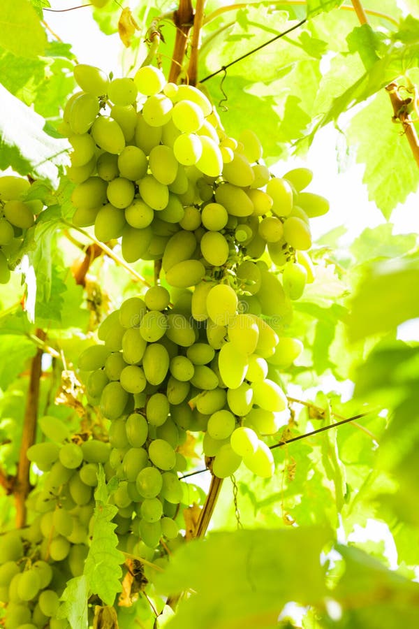 Grapevine on a bush stock photo. Image of branch, autumn - 65172932