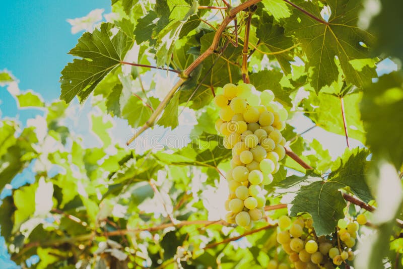 Grapevine on a bush stock photo. Image of outdoor, season - 65172986