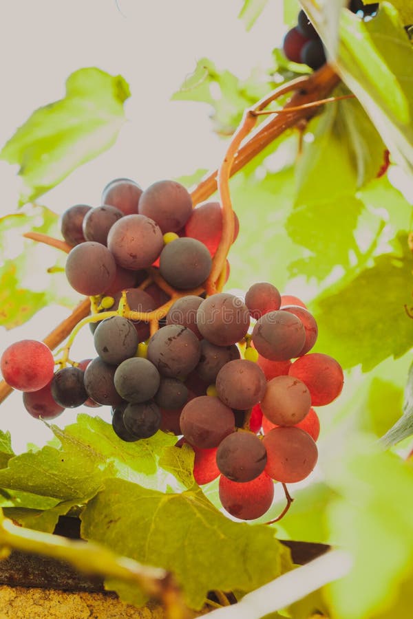 Grapevine on a bush stock image. Image of summer, crop - 65173055