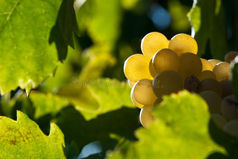 Grapevine stock image. Image of healthy, autumn, food - 39837919