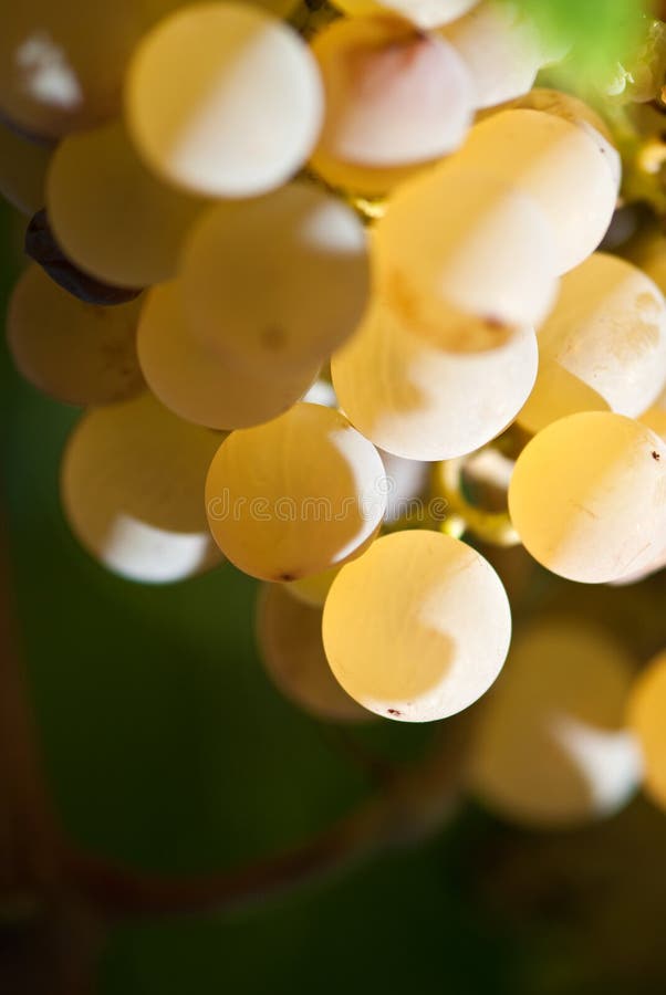 Grapevine stock image. Image of growing, fruit, vine - 39837933