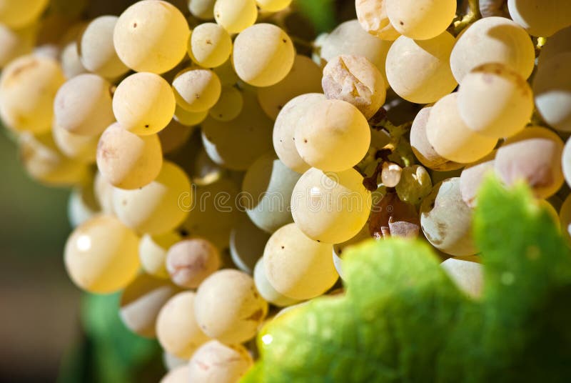 Grapevine stock image. Image of growth, environment, fruit - 39837935