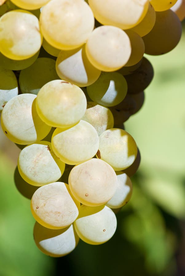 Grapevine stock image. Image of european, fruit, food - 39838281