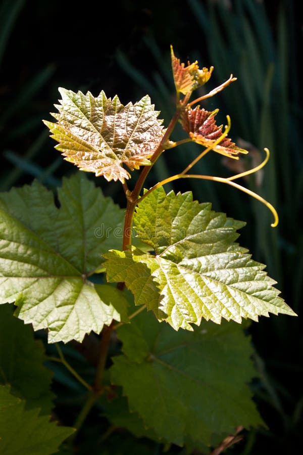 Grapevine stock image. Image of green, grapevine, farming - 54862269