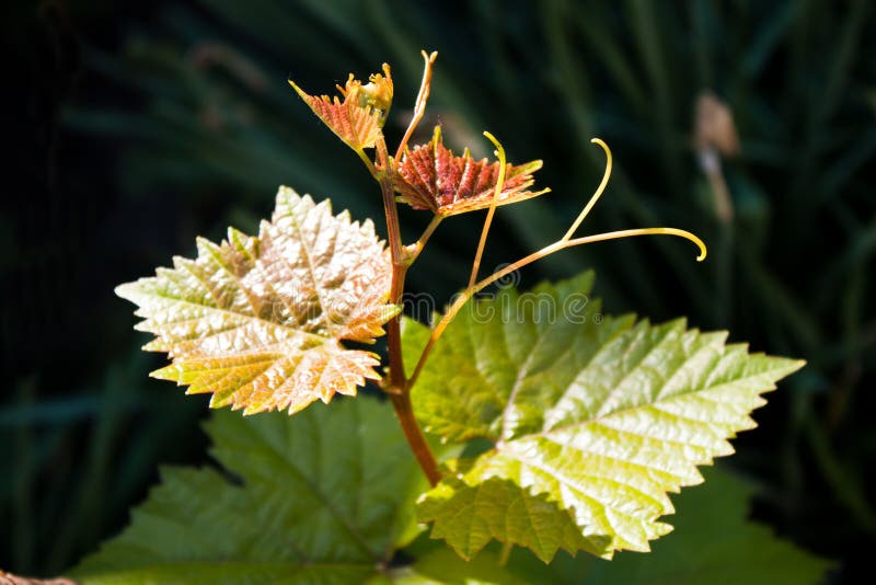Grapevine stock image. Image of green, farming, growing - 54862415