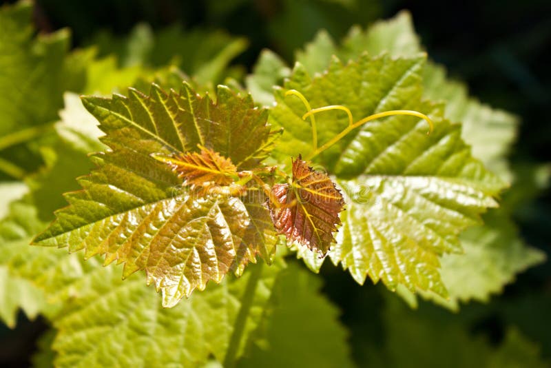 Grapevine stock photo. Image of season, nature, agriculture - 54862610
