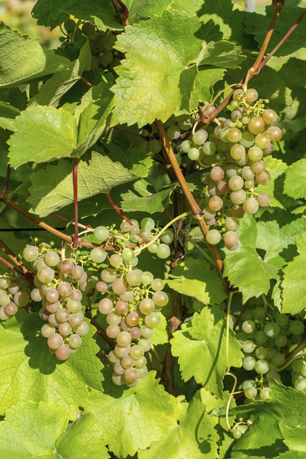 Grapevine cluster stock image. Image of grapevine, ripe - 267218299