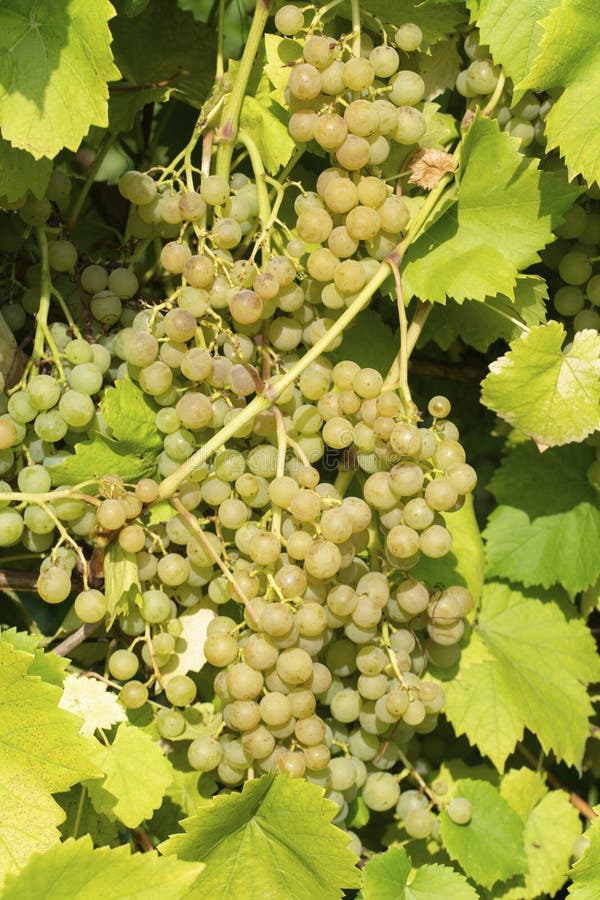 Grapevine cluster stock photo. Image of agriculture - 272876594