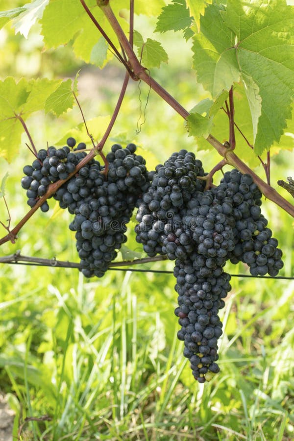 Grapevine cluster stock image. Image of farm, ripe, blue - 272876687