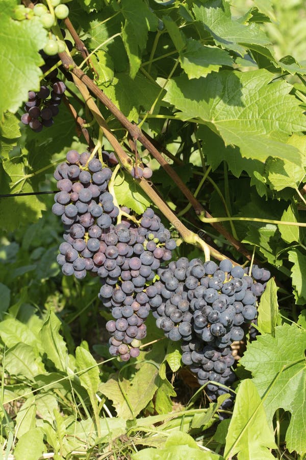 Grapevine cluster stock photo. Image of closeup, harvest - 273601338