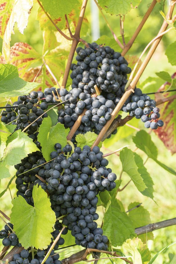 Grapevine cluster stock photo. Image of food, cluster - 273601362