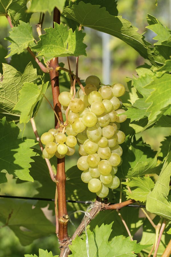 Grapevine cluster stock image. Image of harvest, leaves - 273601403