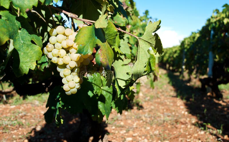 Grapevine stock photo. Image of ripe, environment, healthy - 39838312