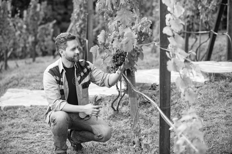 Grapevine Cut by Enologist with Scissors, Vintage Grape Stock Photo ...