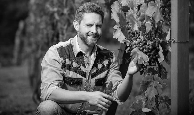 Grapevine Cut by Vineyard Owner with Scissors, Vinedresser Stock Image ...