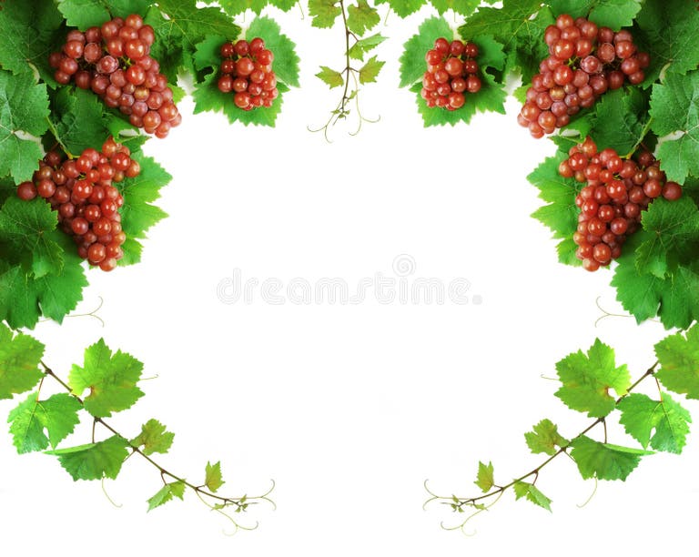 673 Grapevine Border Wine Grapes Stock Photos - Free & Royalty-Free ...