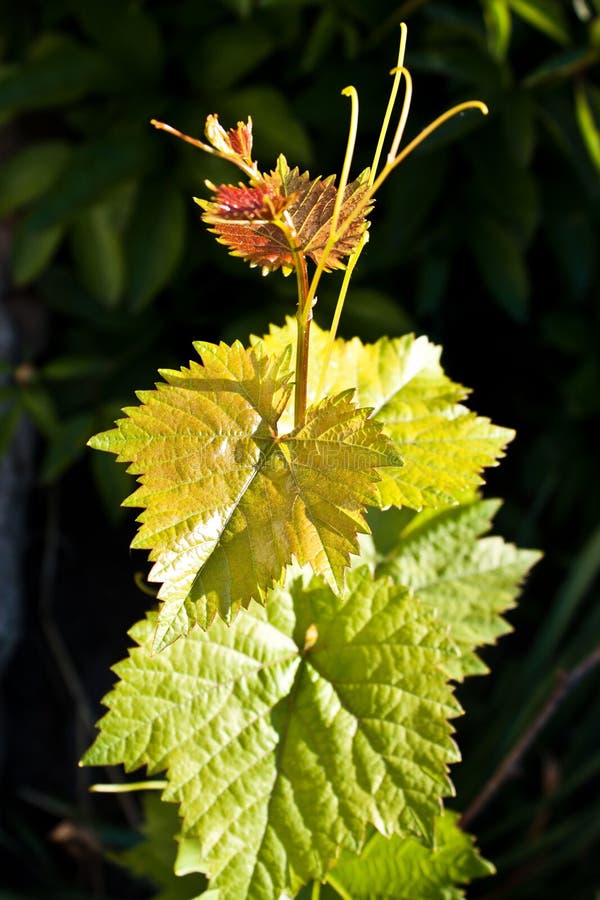 Grapevine stock photo. Image of nature, farming, grapevine - 54862256