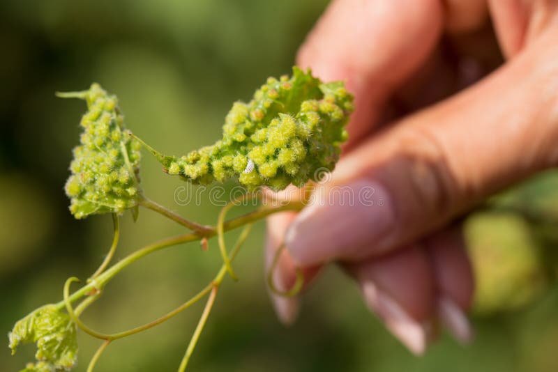 Grape Disease, Grapevine is Affected by Pests Stock Photo - Image of ...