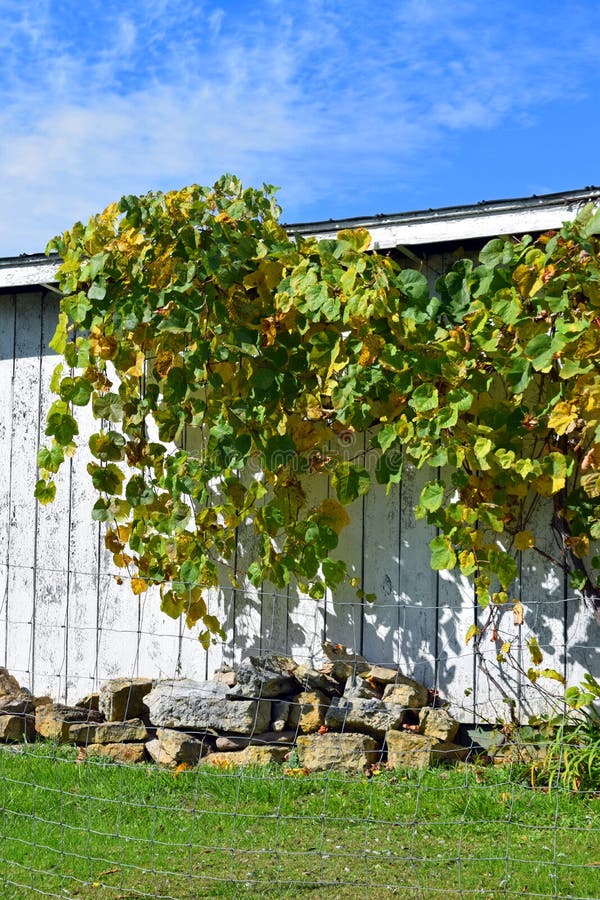 Grapevine in Fall stock image. Image of garden, grapes - 64769145