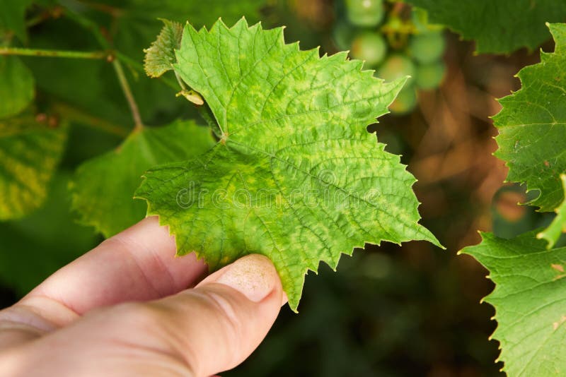 Grapevine Fanleaf Degeneration Disease on a Grape Leaf, Which is Caused ...