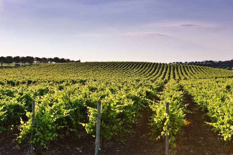 Framed Vineyard stock image. Image of barren, grapes, leaf - 1331907