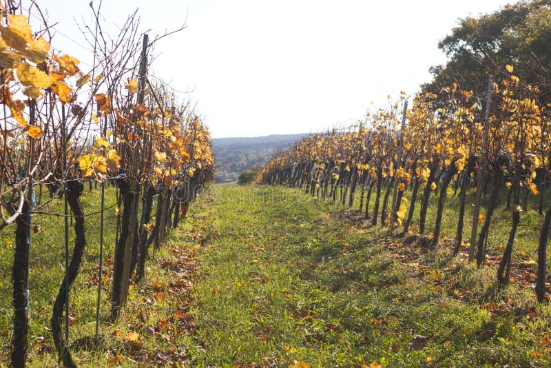 A Grapevine on a Field in Autumn Stock Photo - Image of italia, growth ...