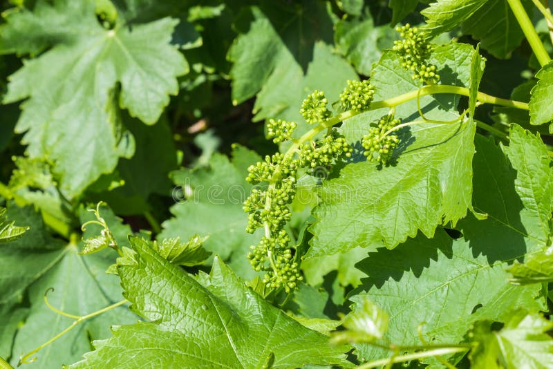 Grapevine Flower Buds Developing into Flowers Isolated Against Grape ...