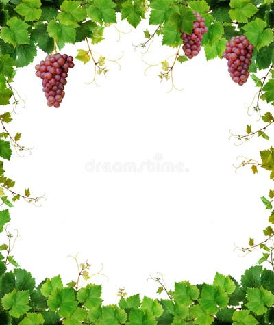 697 Grapevine Border Wine Grapes Stock Photos - Free & Royalty-Free ...