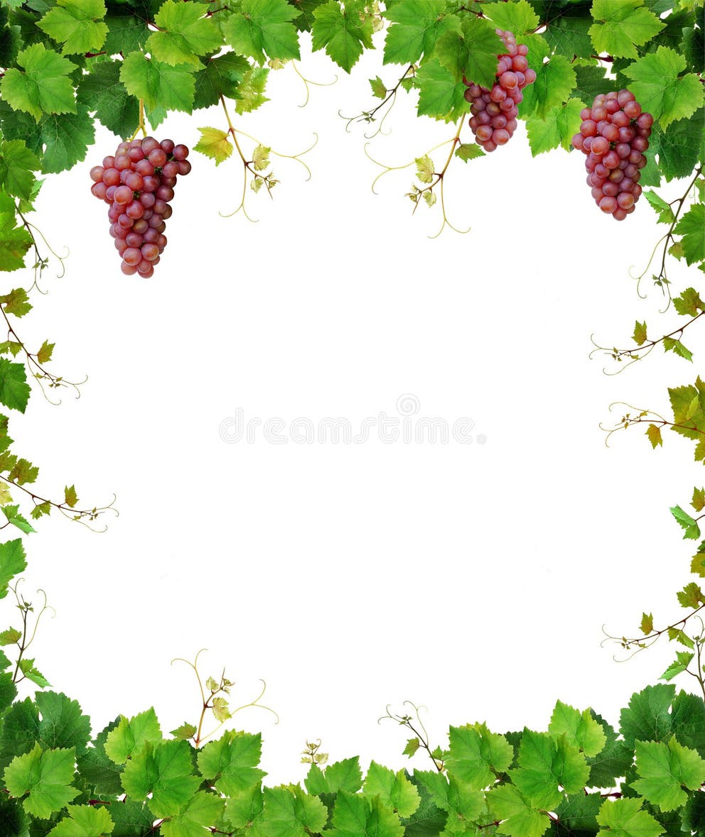 658 Grapevine Border Wine Grapes Stock Photos - Free & Royalty-Free ...